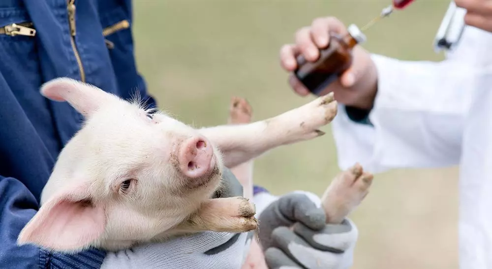 Postgraduate Certificate in Swine Anesthesia and Surgery - TECH Zambia Postgraduate Certificate in Swine Anesthesia and Surgery - TECH Zambia